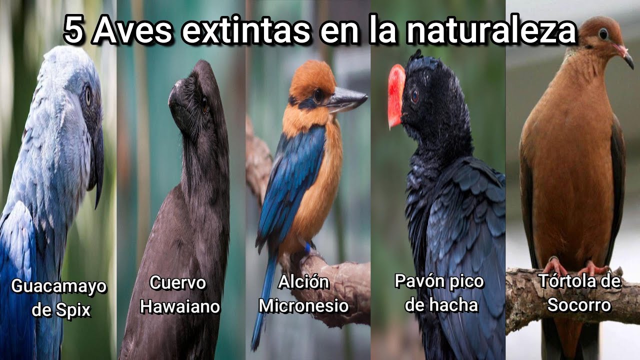 5 Aves Extintas en Estado Silvestre y sus Cantos - YouTube
