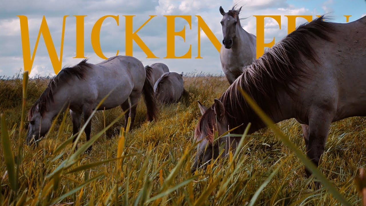 Exploring Wicken Fen: Wicken Fen Wild Horses - YouTube