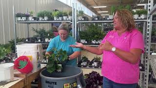 How do We Ship Plants at Garden Crossings