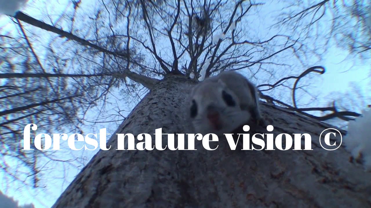 forest nature vision © - YouTube