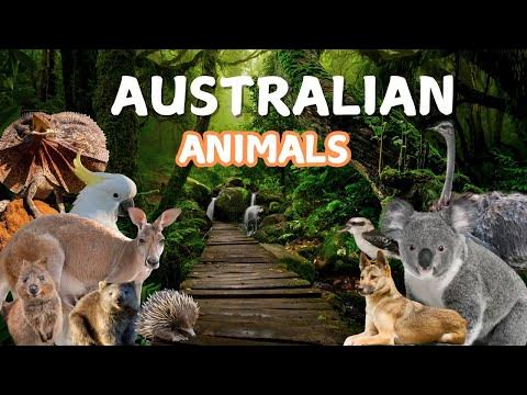 Amazing Australian Animals: A Fun Adventure for Kids! - YouTube