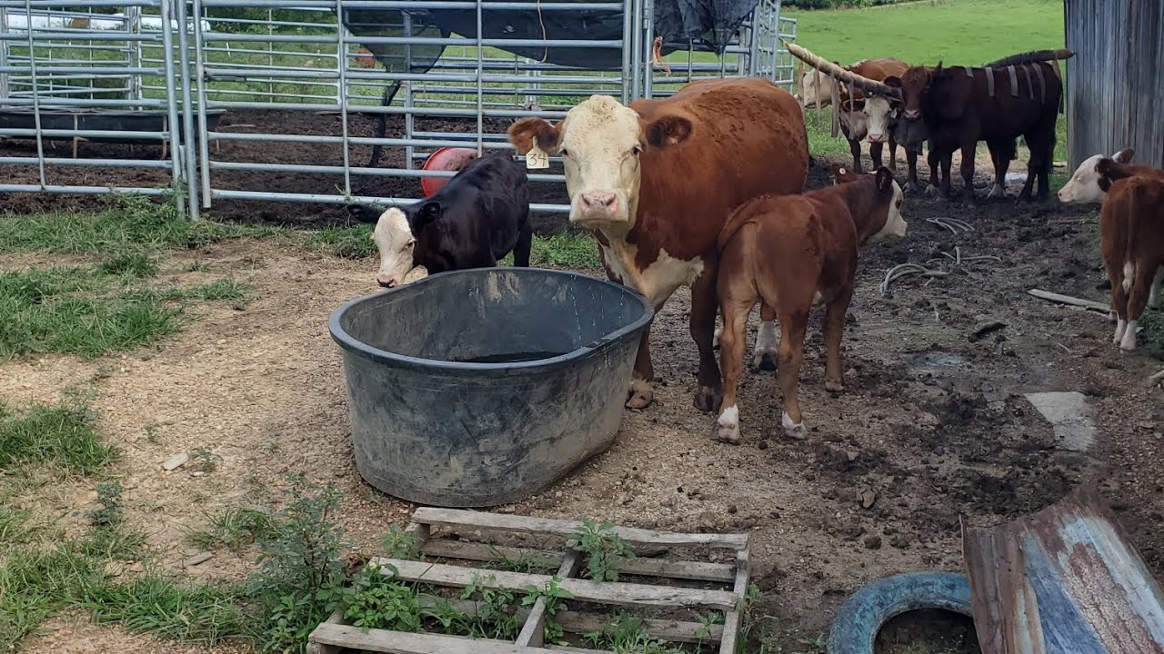 Checking the cows. - YouTube