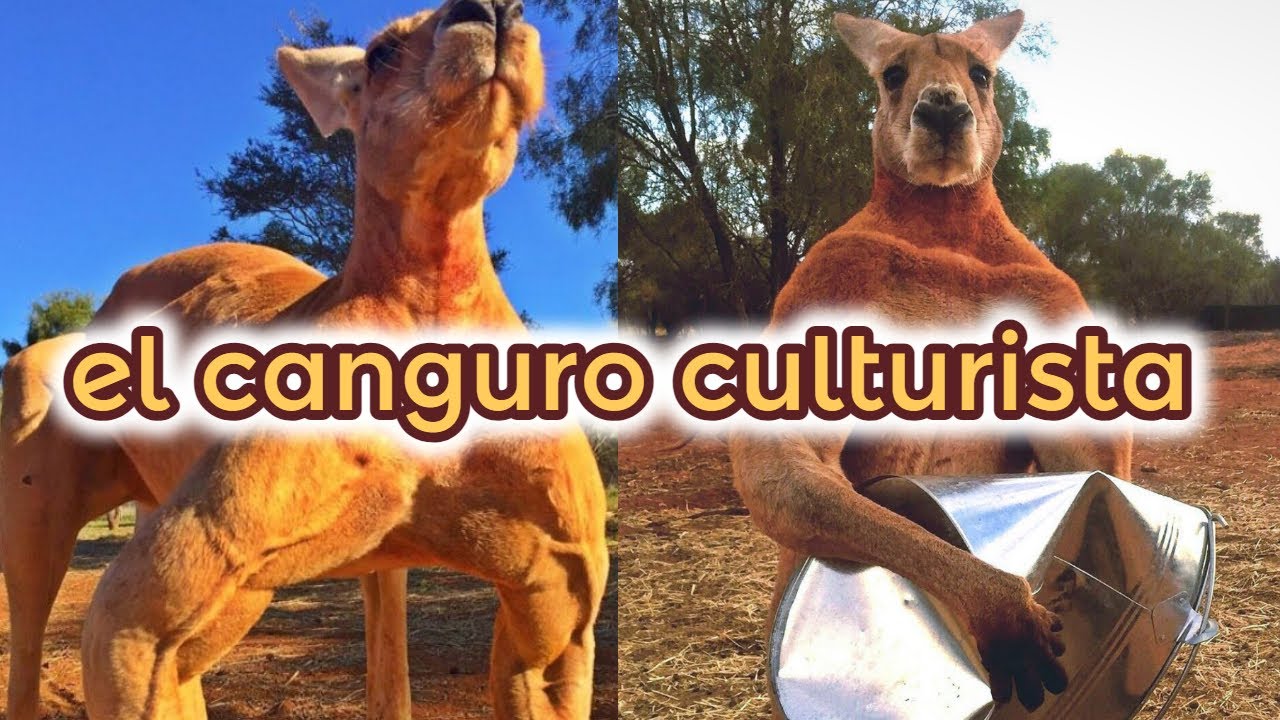 La historia de ROGER el canguro más fuerte del mundo - YouTube
