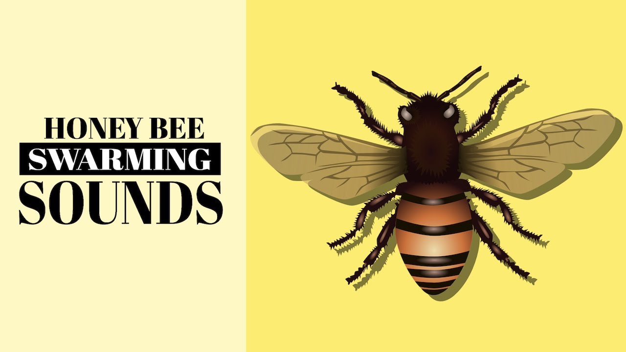 Honey Bee Sound Effect [ HIGH QUALITY ] - YouTube