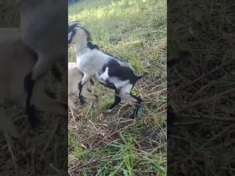 GOATS MATING! #backyardfarming #shorts - YouTube