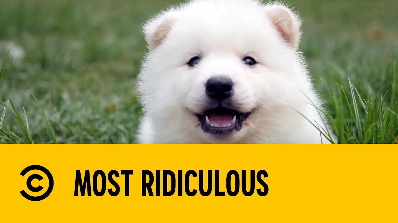 Dogs Behaving Badly | Most Ridiculous - YouTube