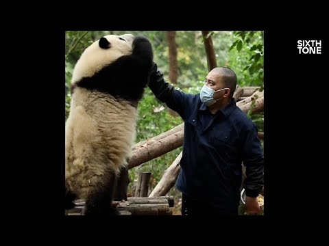 Behind the Scenes With China’s Most Famous Panda