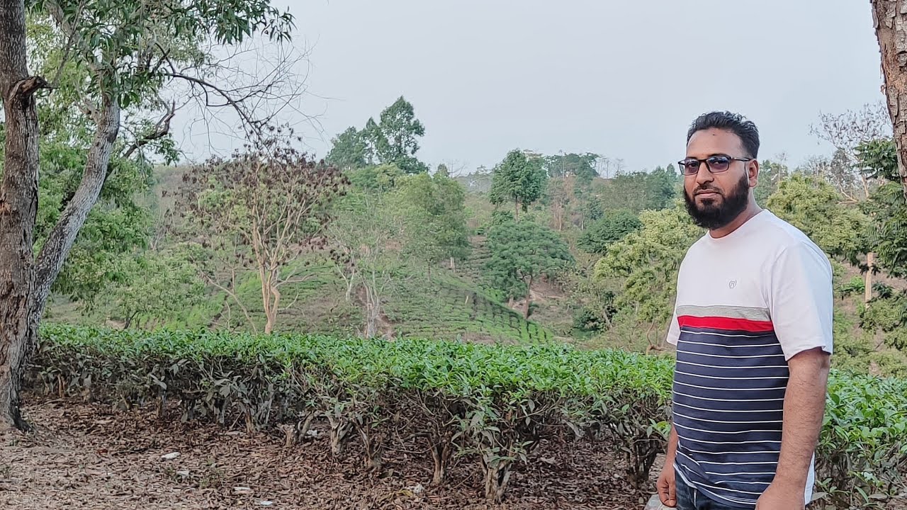 রামগড় চা বাগান||Ramgar Tree system - YouTube