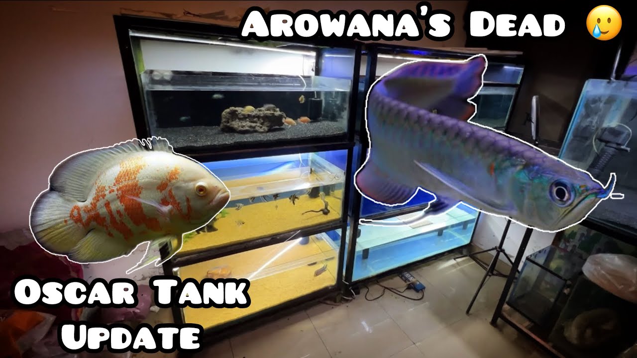 My Oscar Fish Tank Update & My Arowana's Dead | Imran's World - YouTube