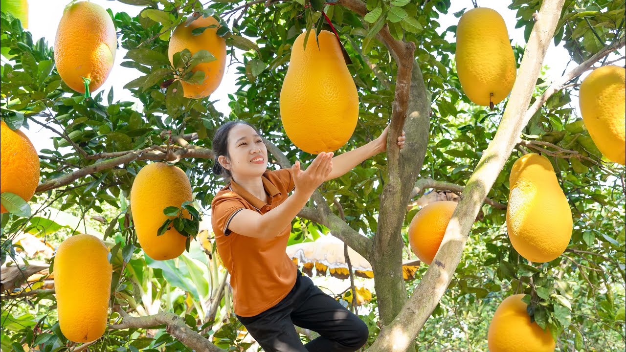 Harvesting Ky Da Grapefruit Goess to market sell - Largest Grapefruit ...