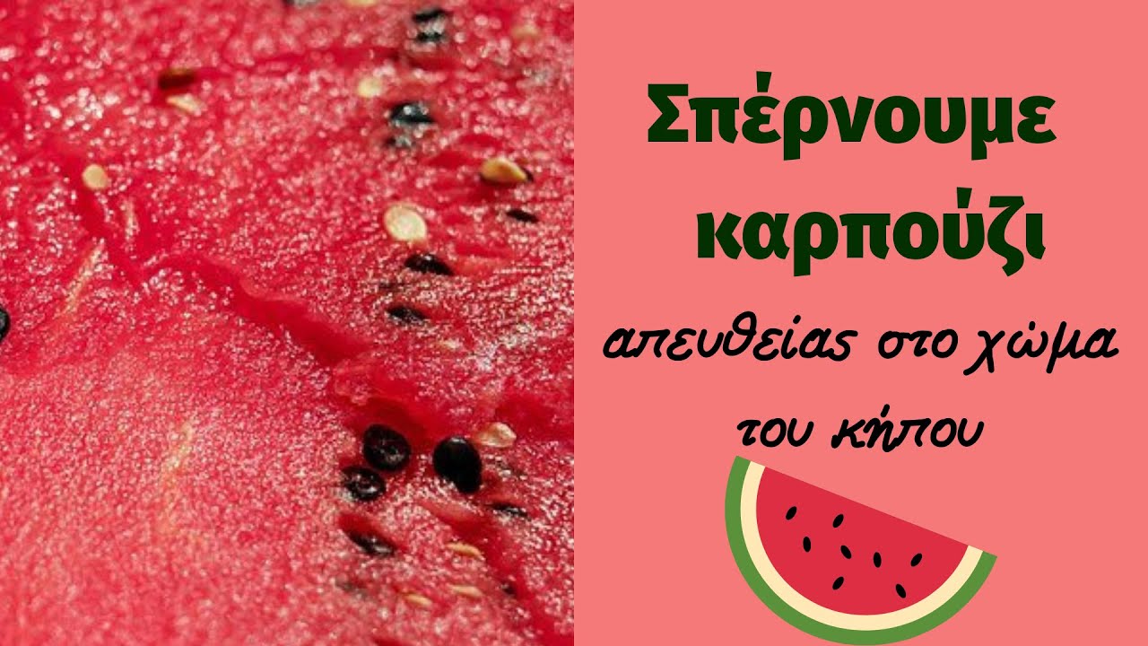 Σπέρνουμε καρπούζι απευθείας στο χώμα του κήπου - YouTube