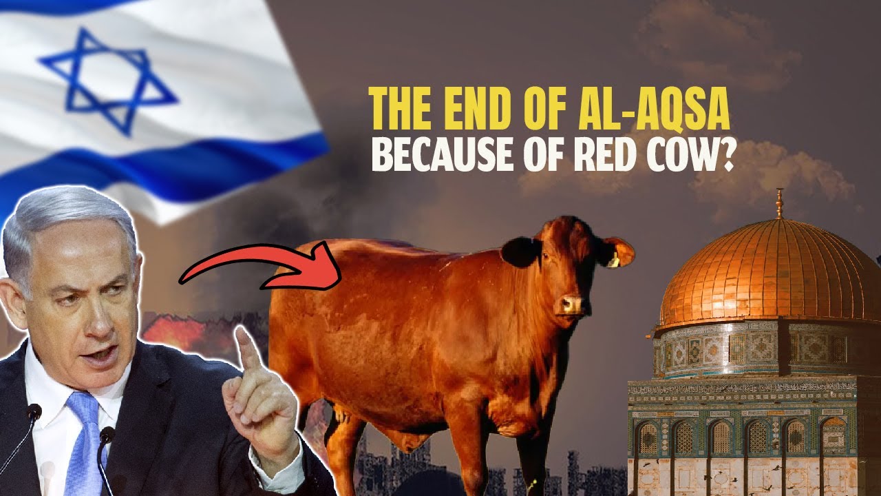 Why is the Red Cow required for AL-AQSA to go? - YouTube