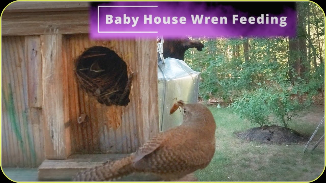 Mom and Dad feed their baby House Wrens - Southern New Hampshire - DJI ...