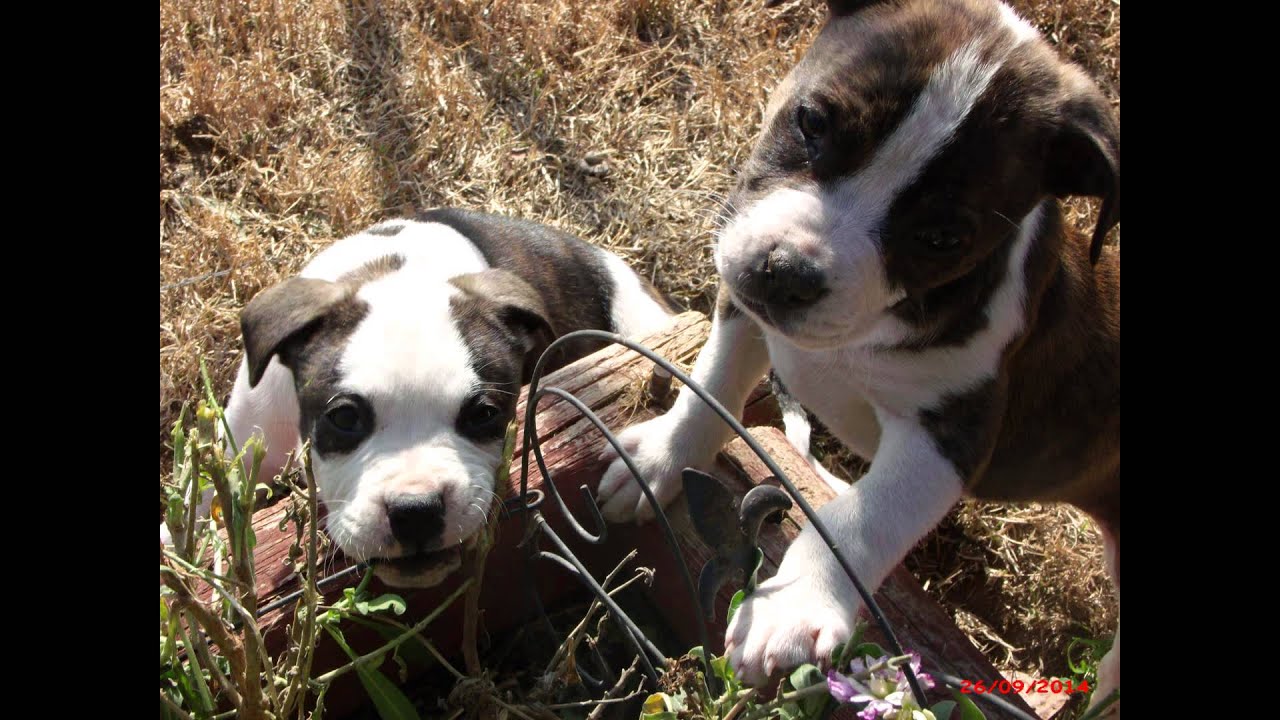 The Puppies Are Coming!! - YouTube