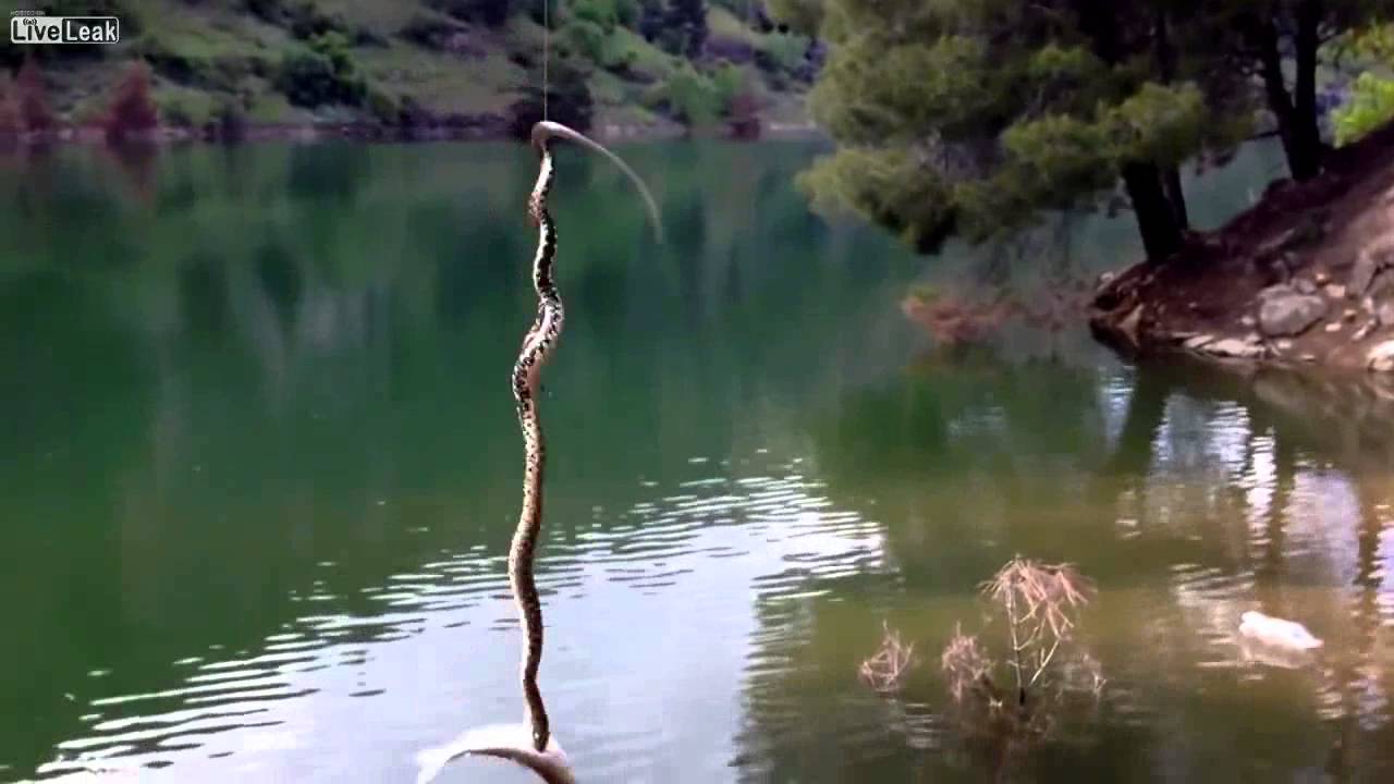 Catching Fish with a Snake - YouTube