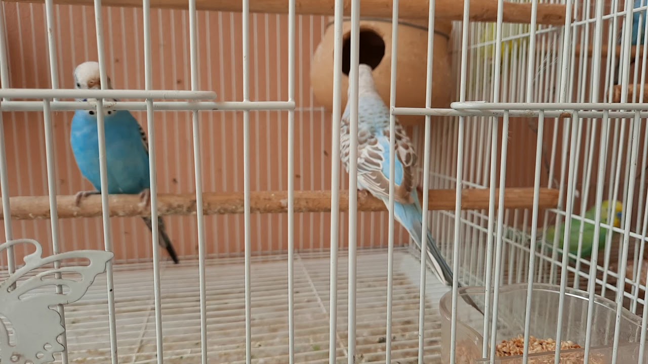 love birds at home playing and loving each other - YouTube