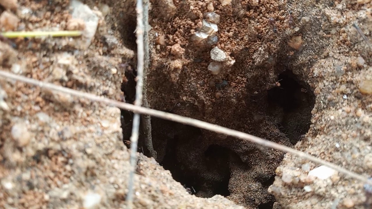 Ant house - YouTube