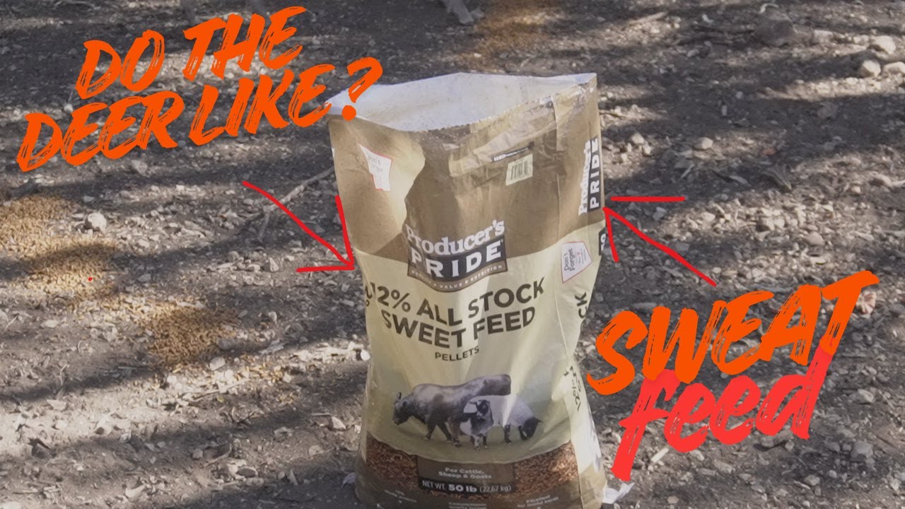 Will the Deer eat Sweat feed - YouTube