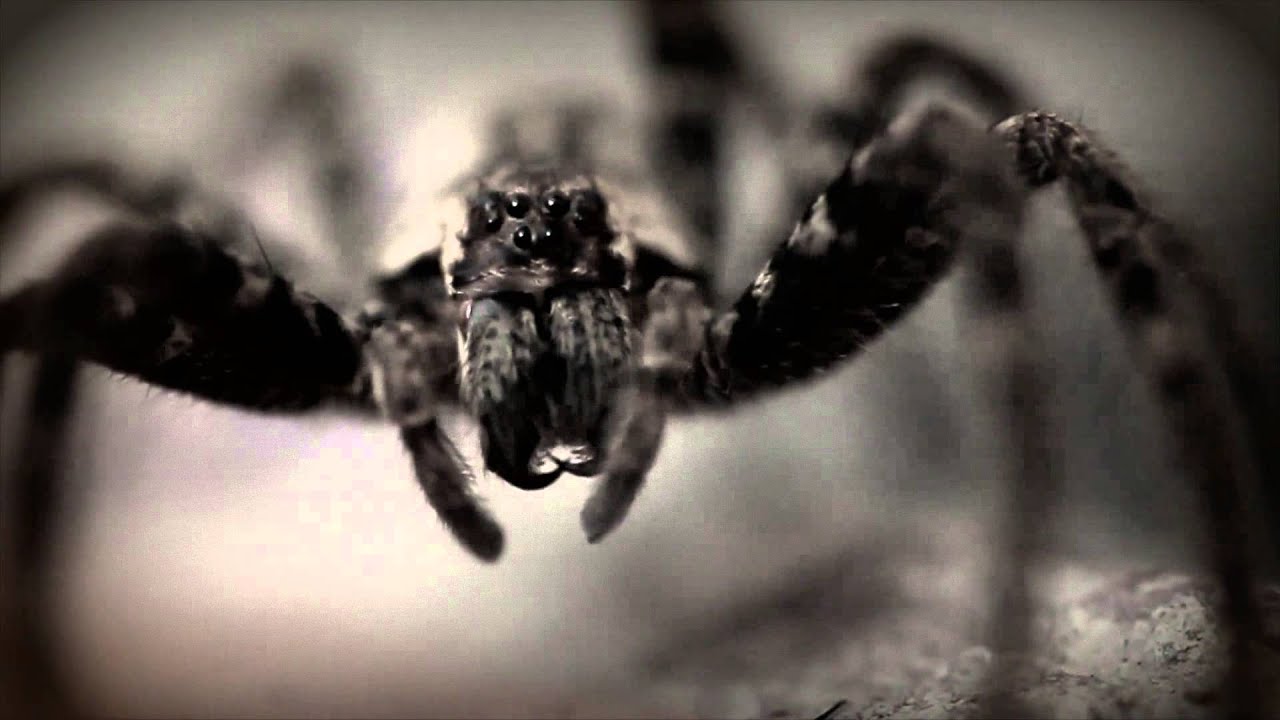 Creepy Spiders and Creepy Music - YouTube