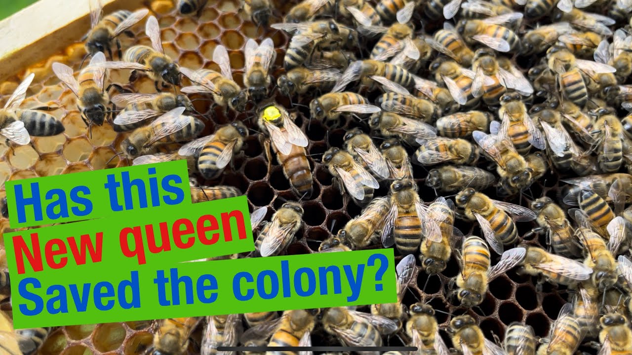 Is this colony still angry? One month on after introducing a new UK ...