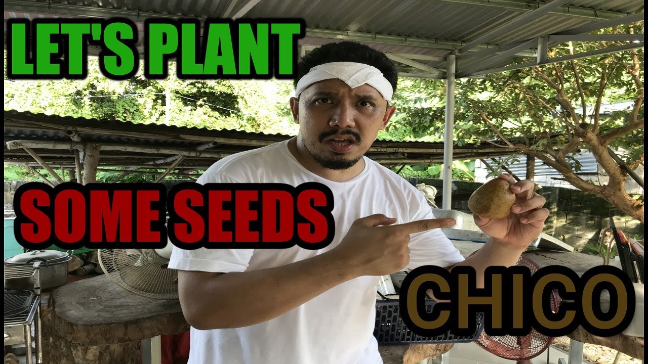 How to plant Chico seeds (Paano magtanim ng buto ng Chico) - YouTube