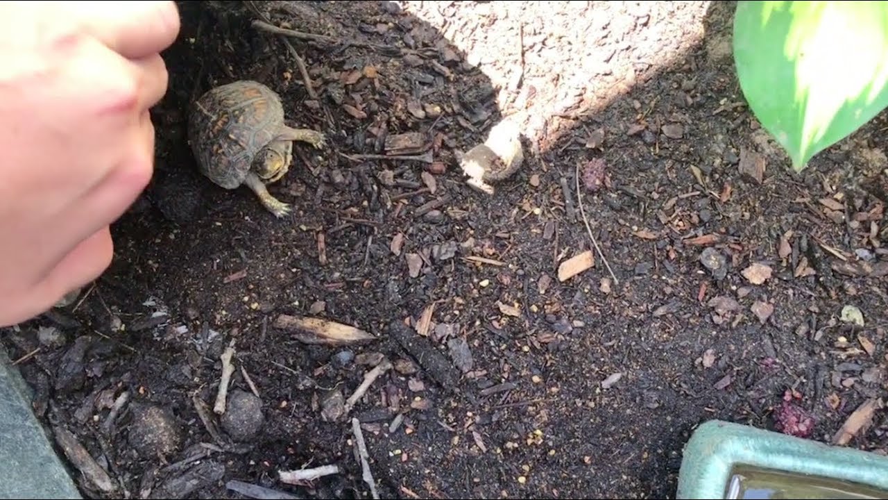 Awesome Turtle & Tortoise Collection from the Autistic Turtle! - YouTube