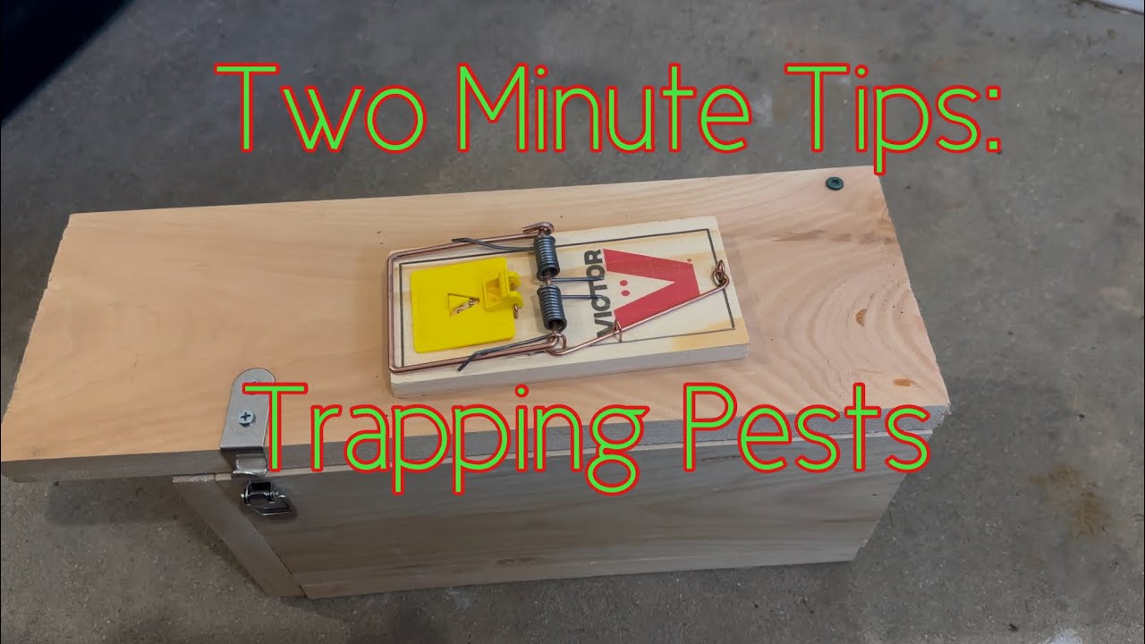 Two Minute Tips: Simple Rodent and Pest Trapping - YouTube