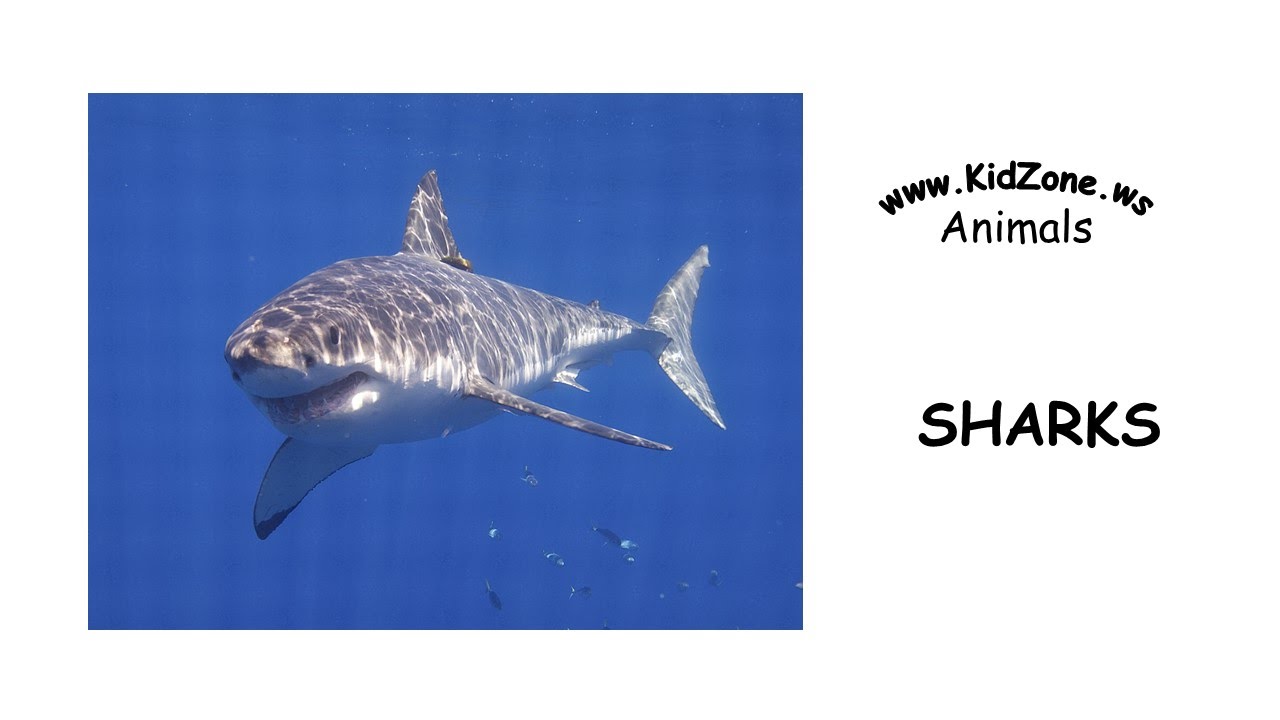 Kidzone Animals: Sharks - YouTube