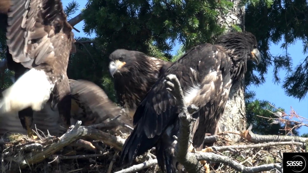 Incredible - Hawk vs Eagle food competition in Nest (Sidney nest) - YouTube