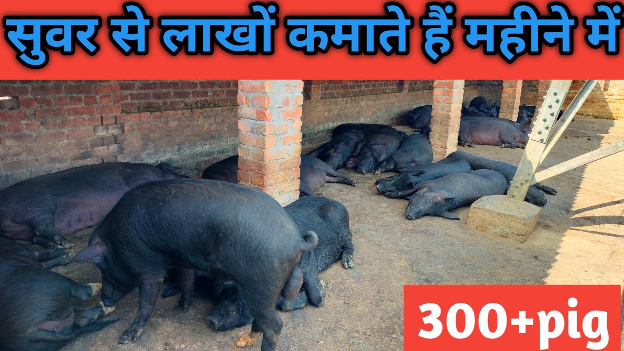 pig farm/ ranchi pig farm/pig farming/ India pig farm/Deepak mahto ...