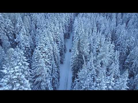 Snowy Forest arial view of gigantic frozen trees | #shorts