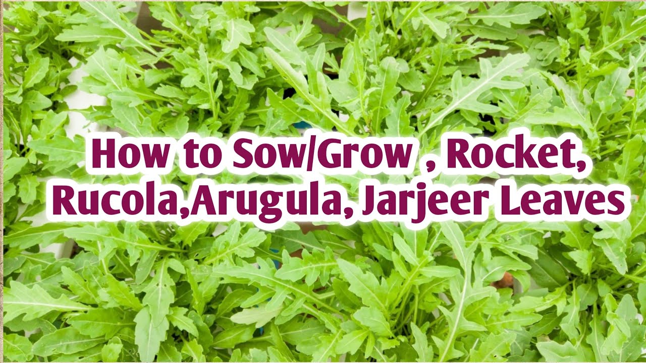 How to Sow/Grow , Rocket, Rucola,Arugula, Jarjeer Leaves - YouTube