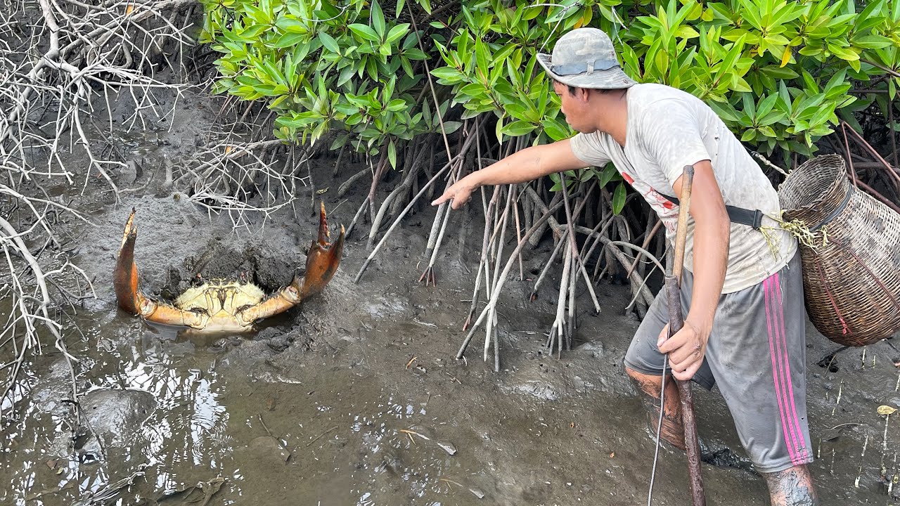 Hunting Giant Mud Crabs In The Sea after Sea Water Go Down ...