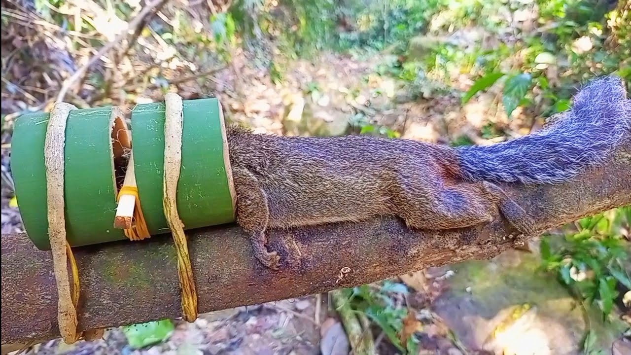 Bamboo Squirrel Trap Working - YouTube