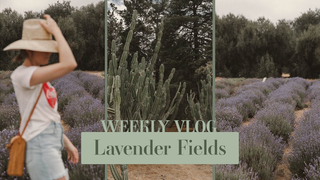 Southern California Week, Lavender Fields, Beach Day | Vlog - YouTube