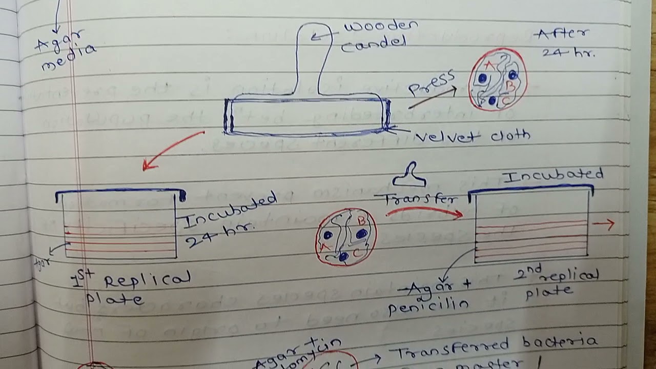 #biology Lederberg's Replica Plate Experiment।। Evolution Class 12 ...
