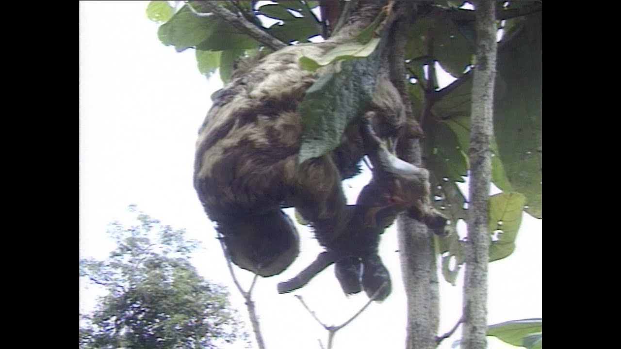 Sloth Giving Birth! - YouTube