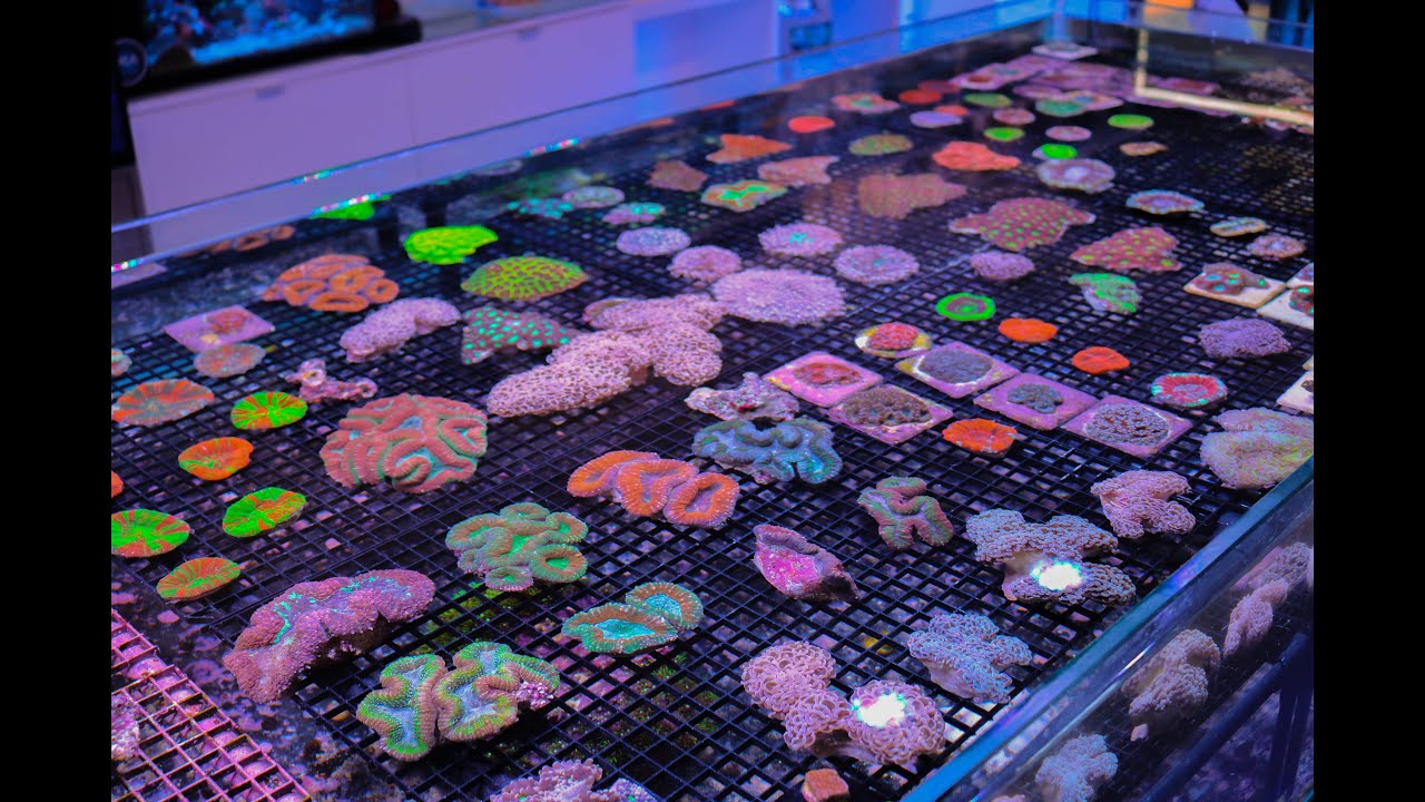 Indonesian Coral Shipment at Fragbox - YouTube