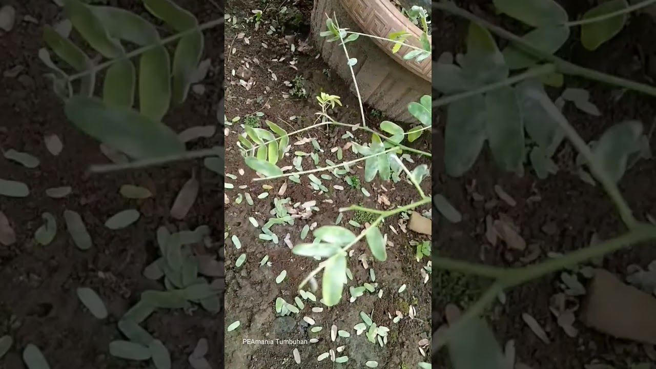 pohon asem jawa yg berguguran daunnya - YouTube