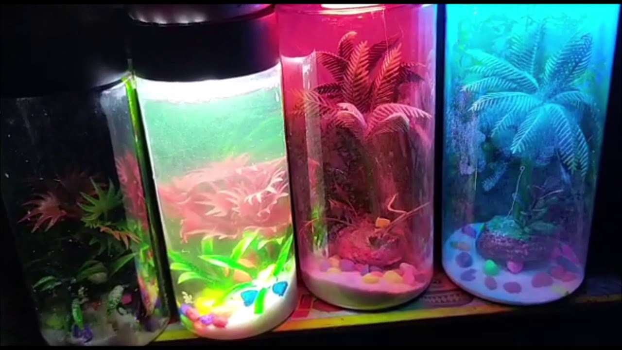 Aquarium Tabung Mini - YouTube
