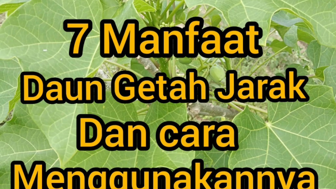 7 Manfaat Daun Getah Jarak dan cara Menggunakannya - YouTube