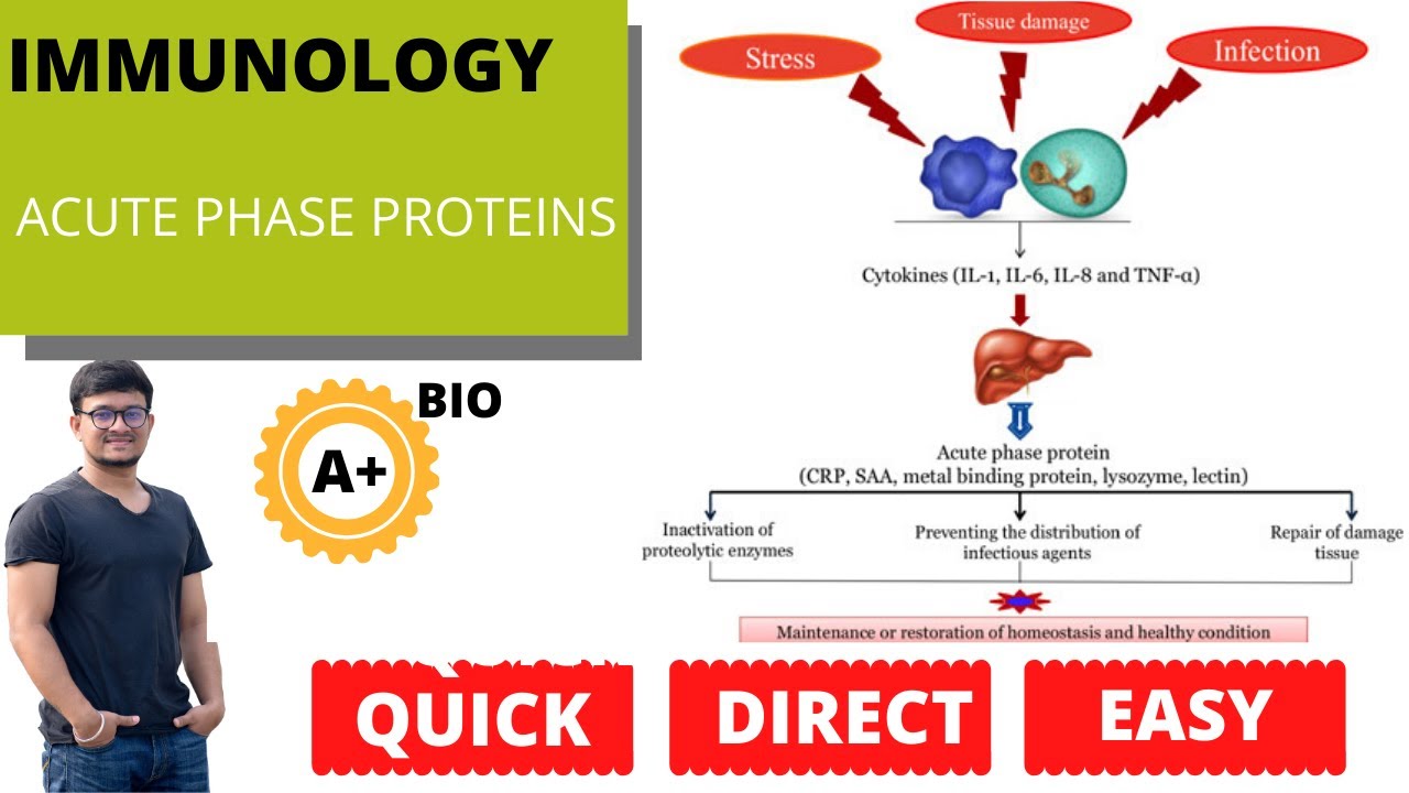 ACUTE PHASE PROTEINS (INNATE IMMUNITY) _By A+BIO - YouTube