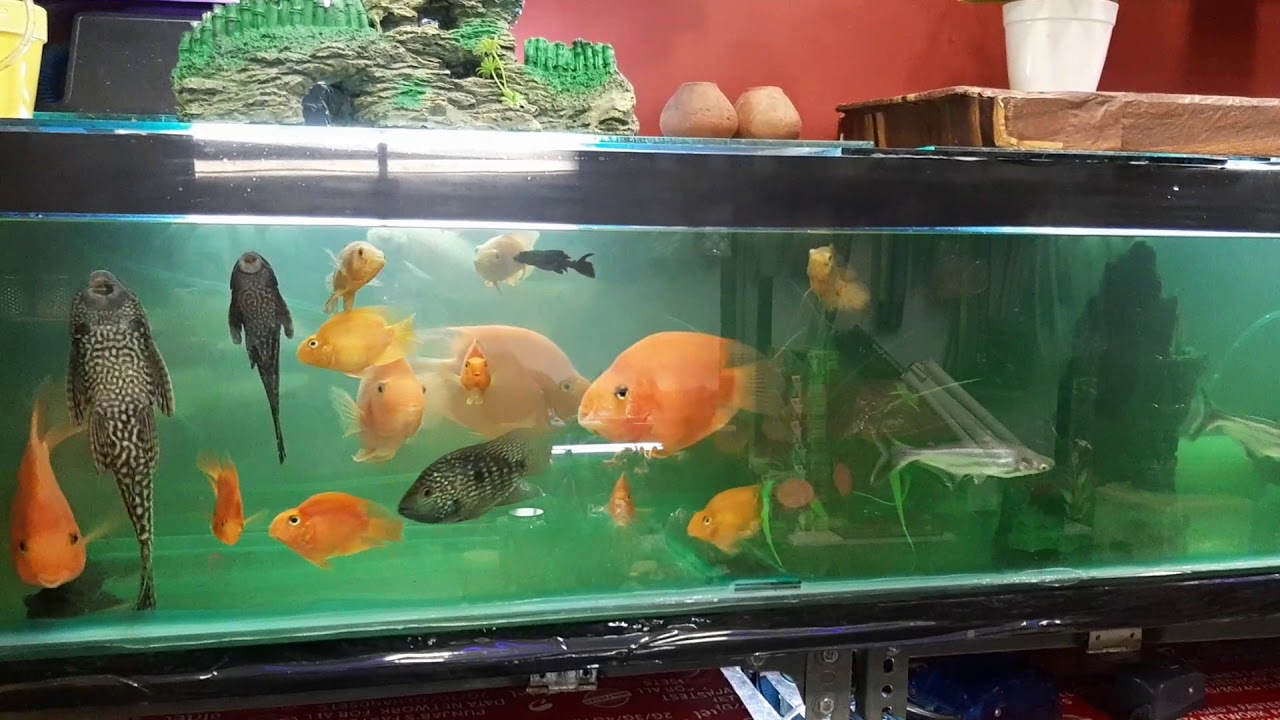Aquarium fish - YouTube