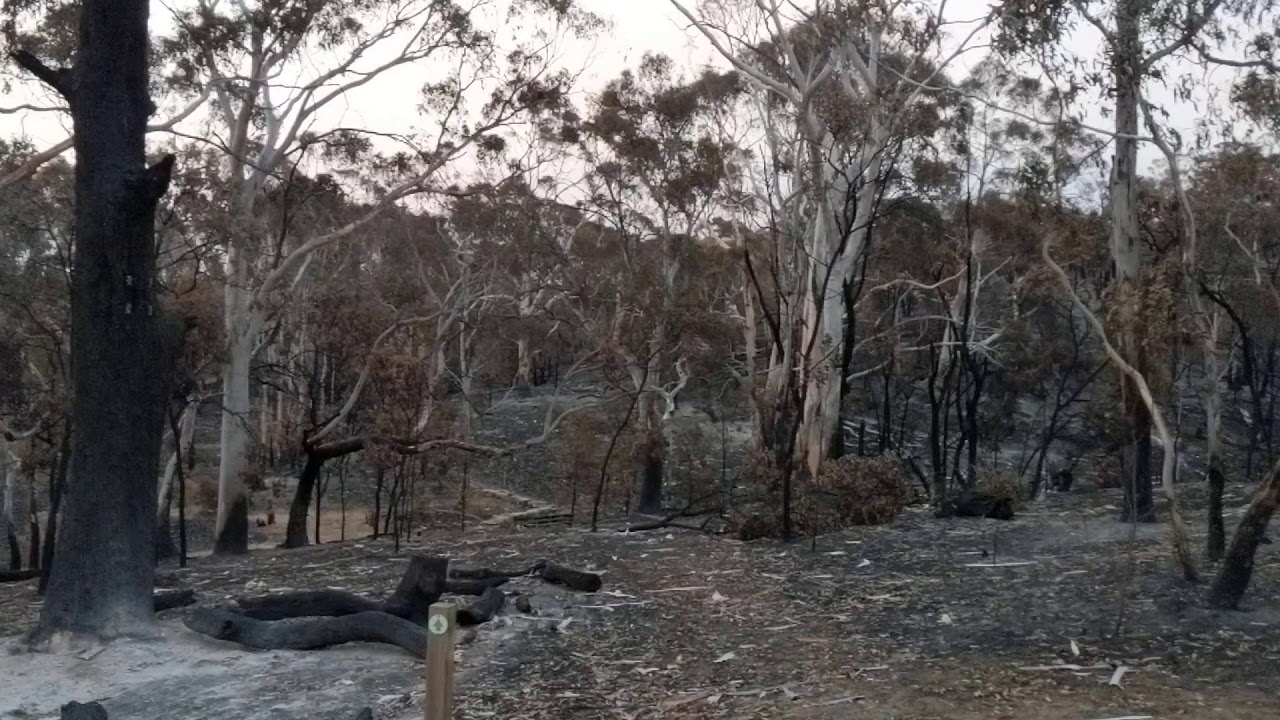 Lobethal Bushland Park after bushfire - YouTube