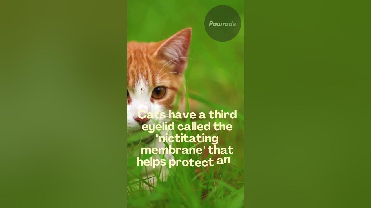 Why Do Cats Have A Third Eyelid Understanding Its Functions shorts why-do-cats-have-a-third-eyelid-understanding-its-functions-shorts