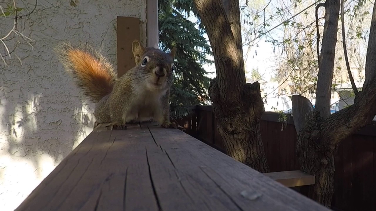 Scampering Squirrel - YouTube