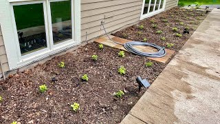 Planting Pachysandra: a Shade Loving Groundcover // Bog Life