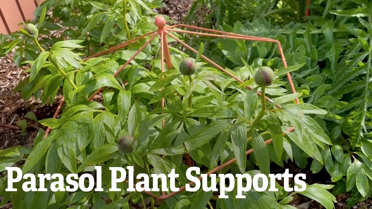 Parasol Plant Supports - YouTube
