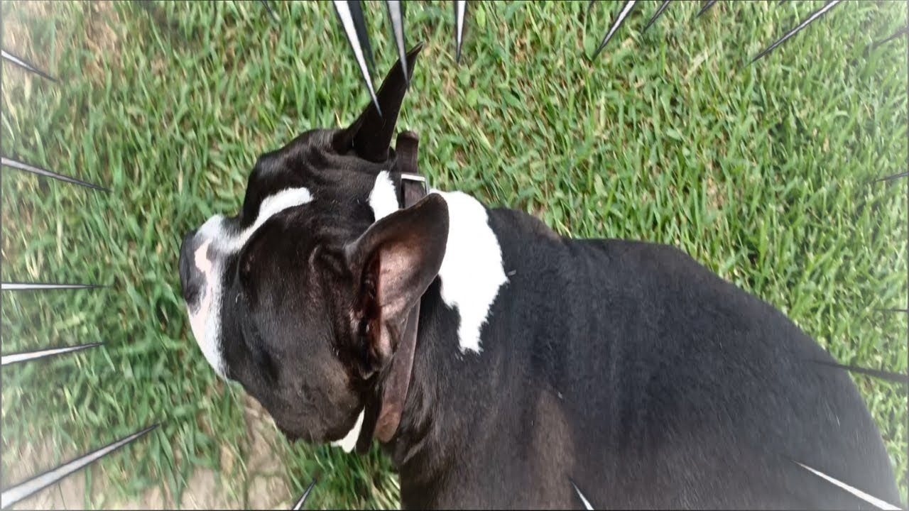 Wide Dog Walking (100 sub Dog Reveal) - YouTube