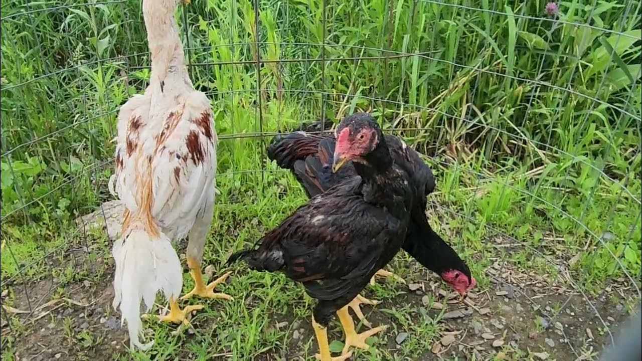 Qaib Thamada #34( Saib Qaib Mos Ua Si) - YouTube